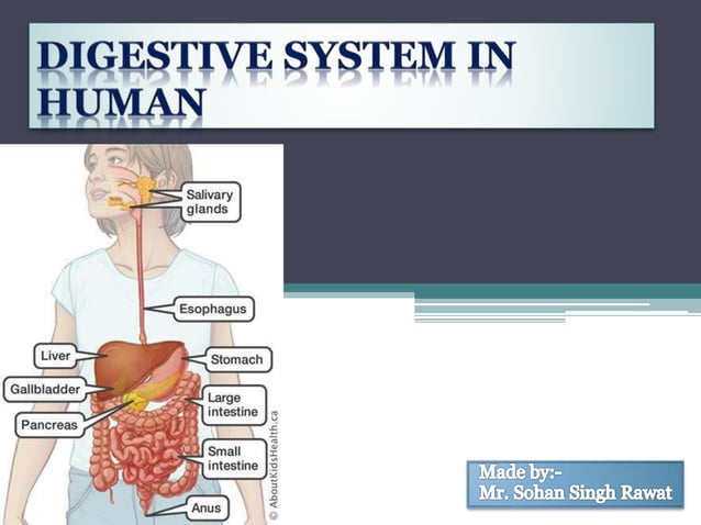 Digestive system in human | PPT