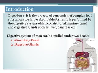 Digestive system in human | PPT