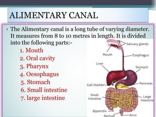 Digestive system in human | PPT