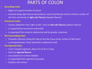 Digestive system in human body | PPT