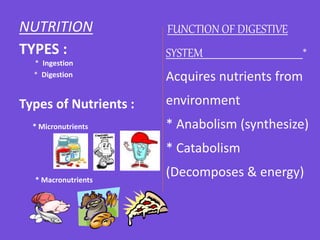 Digestive system in human body | PPTX