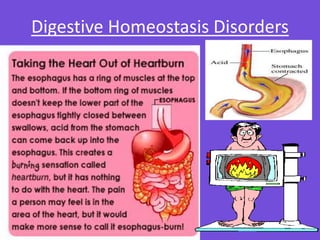 Digestive system in human body | PPT