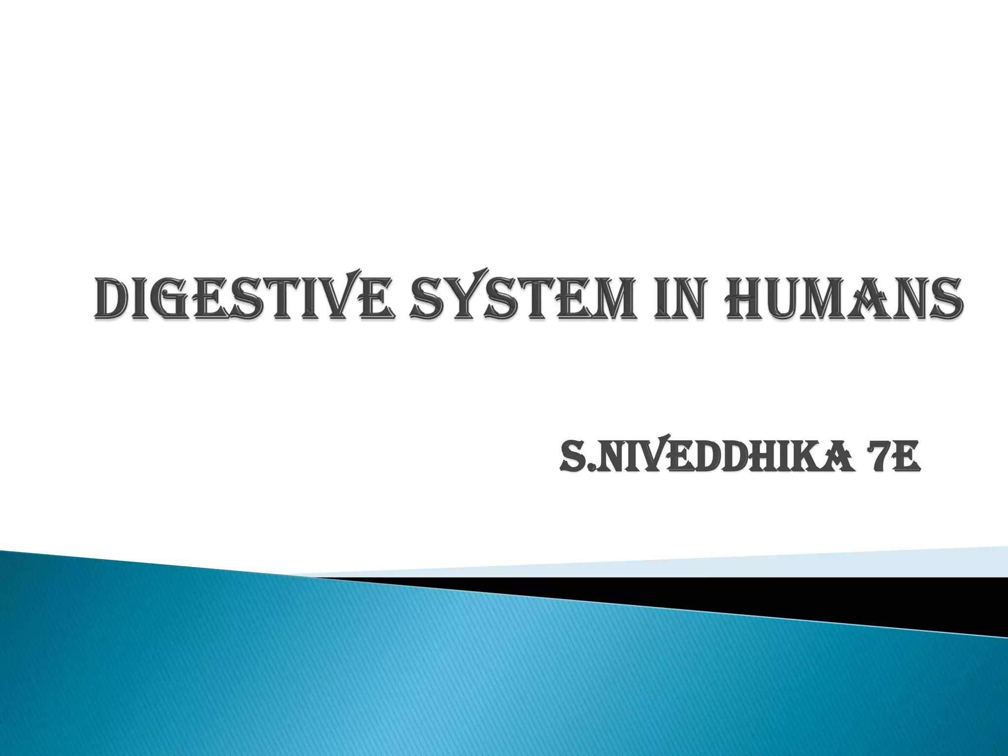Digestive system in humans | PDF