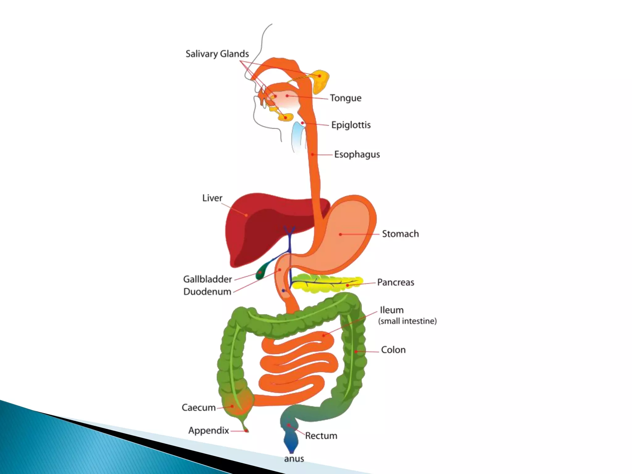 Digestive system in humans | PPT