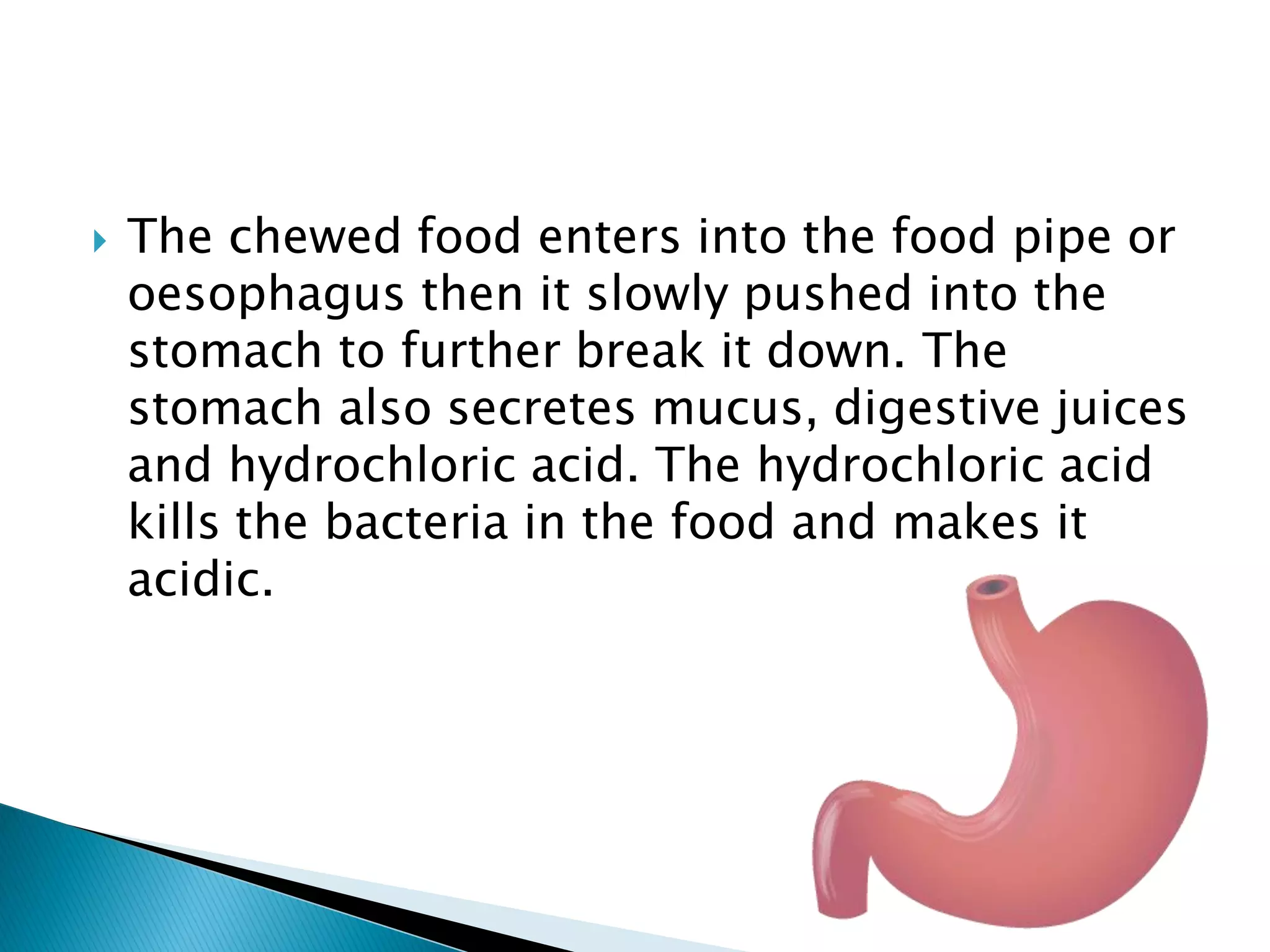 Digestive system in humans | PPT