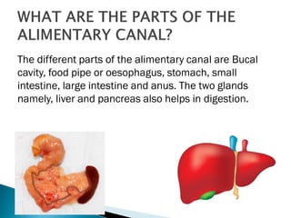 Digestive system in humans | PPT