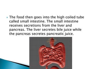 Digestive system in humans | PPT
