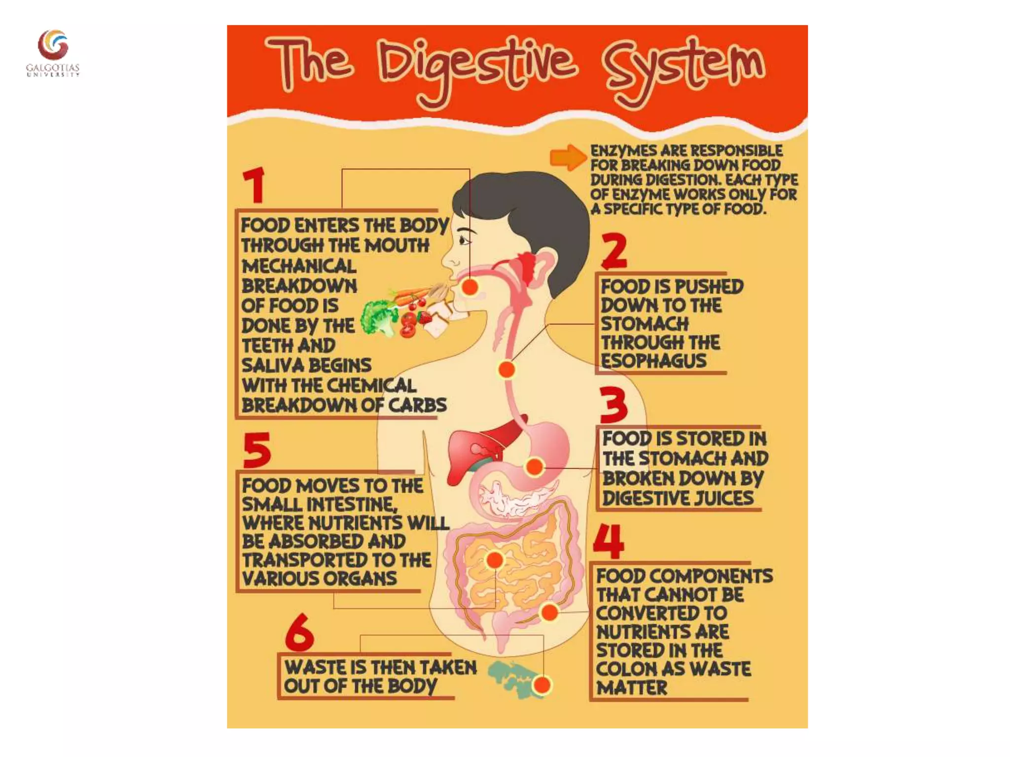 Digestive system introduction | PPTX