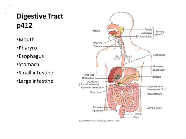 Digestive system introduction | PPTX