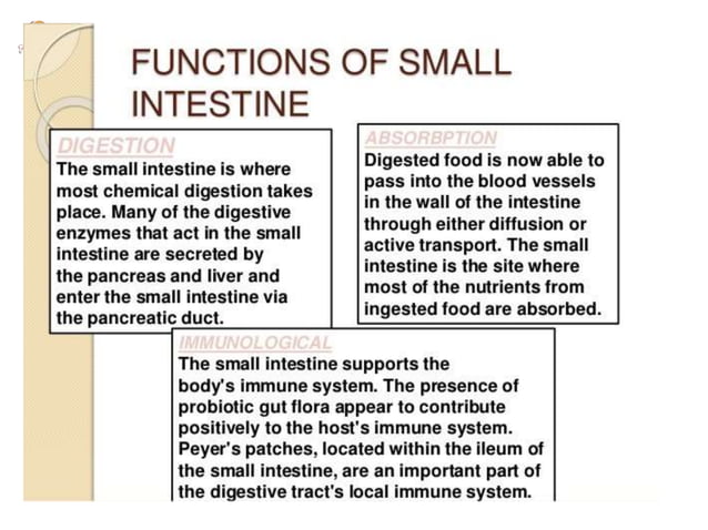 Digestive system introduction | PPTX