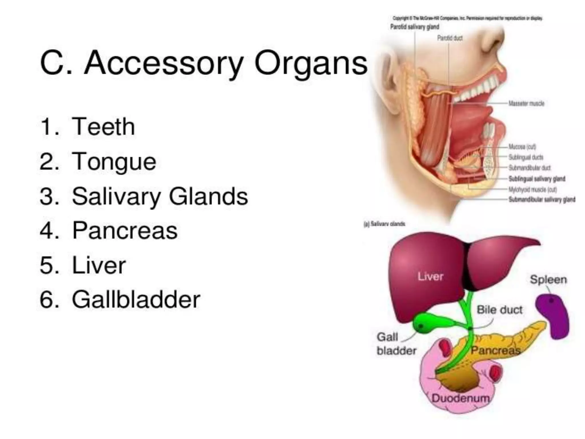 Digestive system introduction | PPT