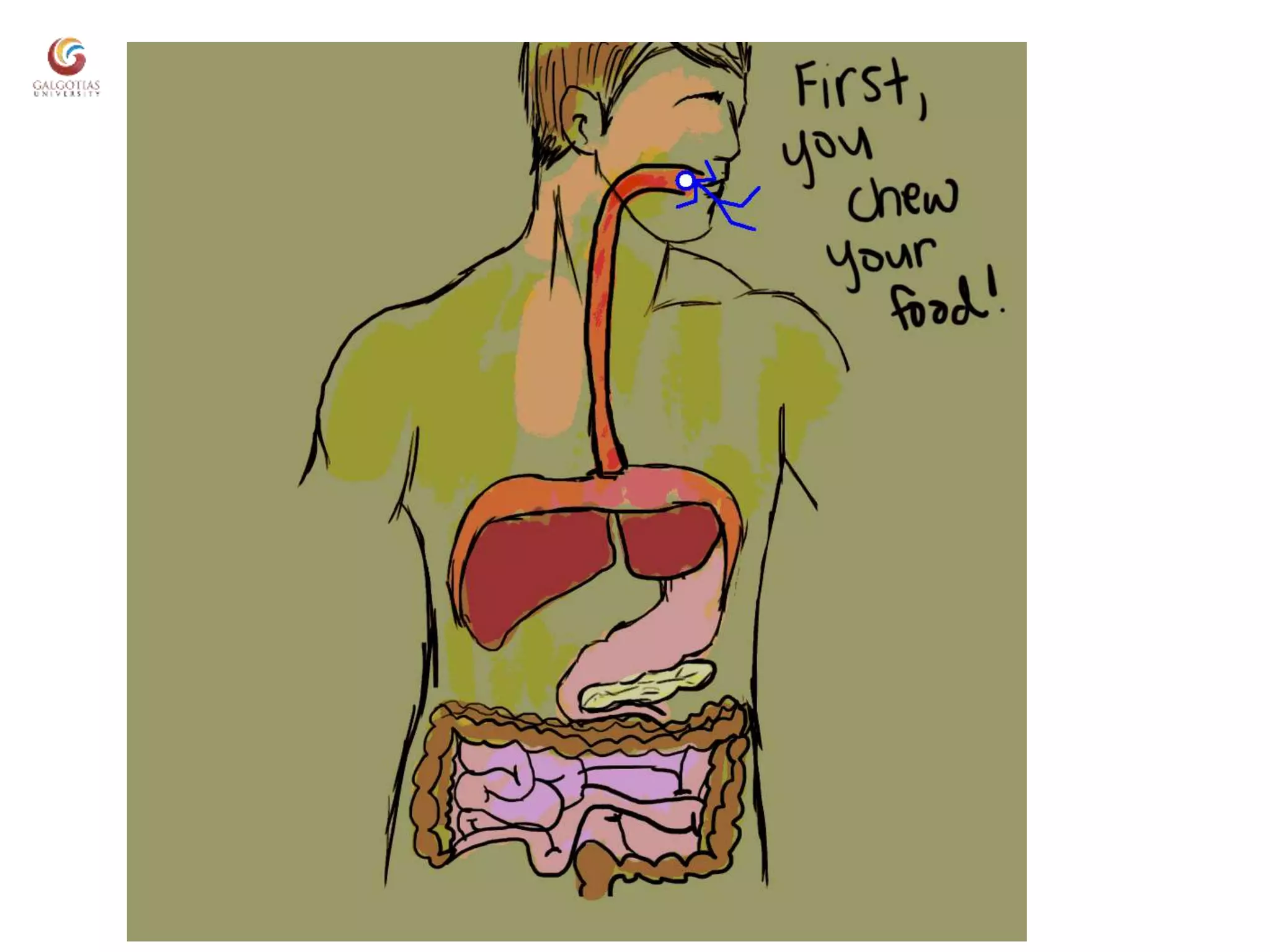 Digestive system introduction | PPTX