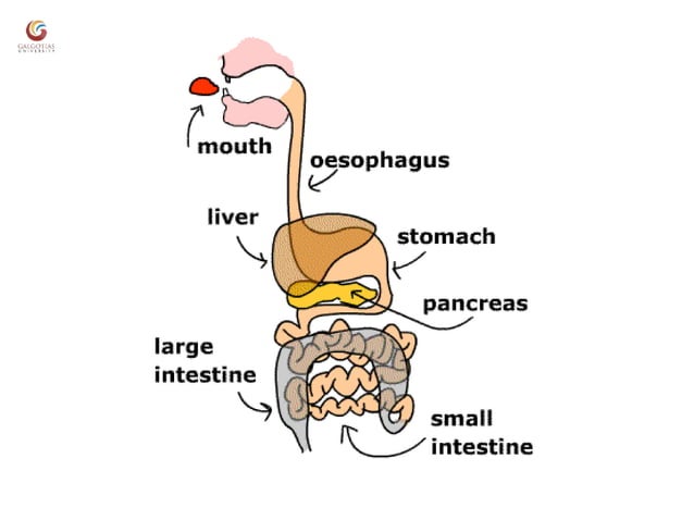 Digestive system introduction | PPTX