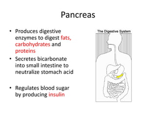 Introduction to Digestive System | PPTX