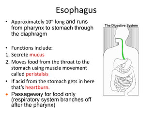 Introduction to Digestive System | PPTX