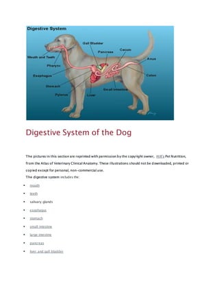 Digestive system (jane) | DOCX