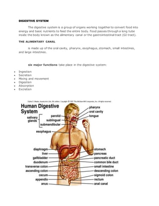 Organs Of The Digestive System Worksheet
