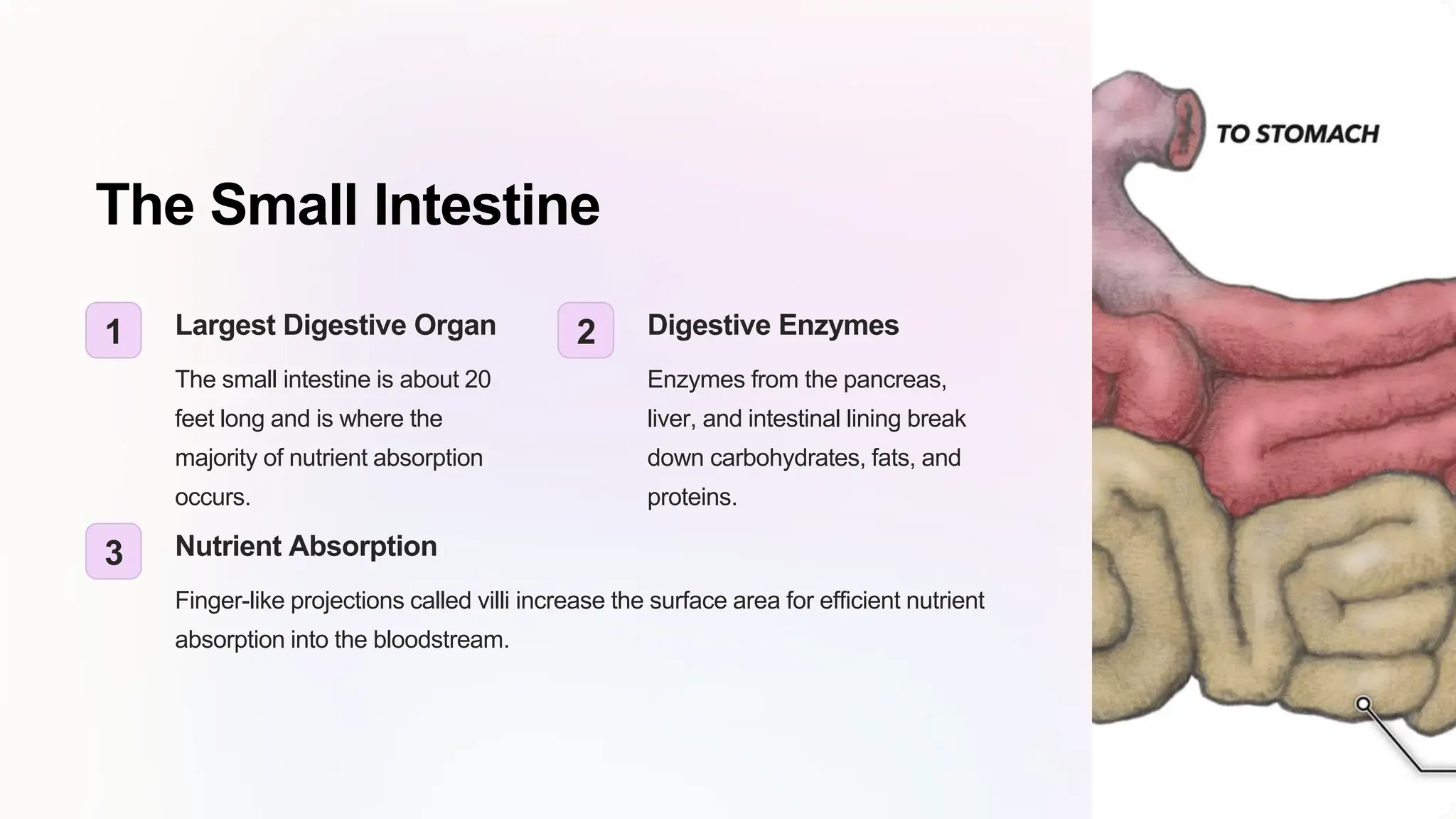 digestive system (ppt sistem pencernaan ) | PPT