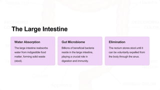 digestive system (ppt sistem pencernaan ) | PPT