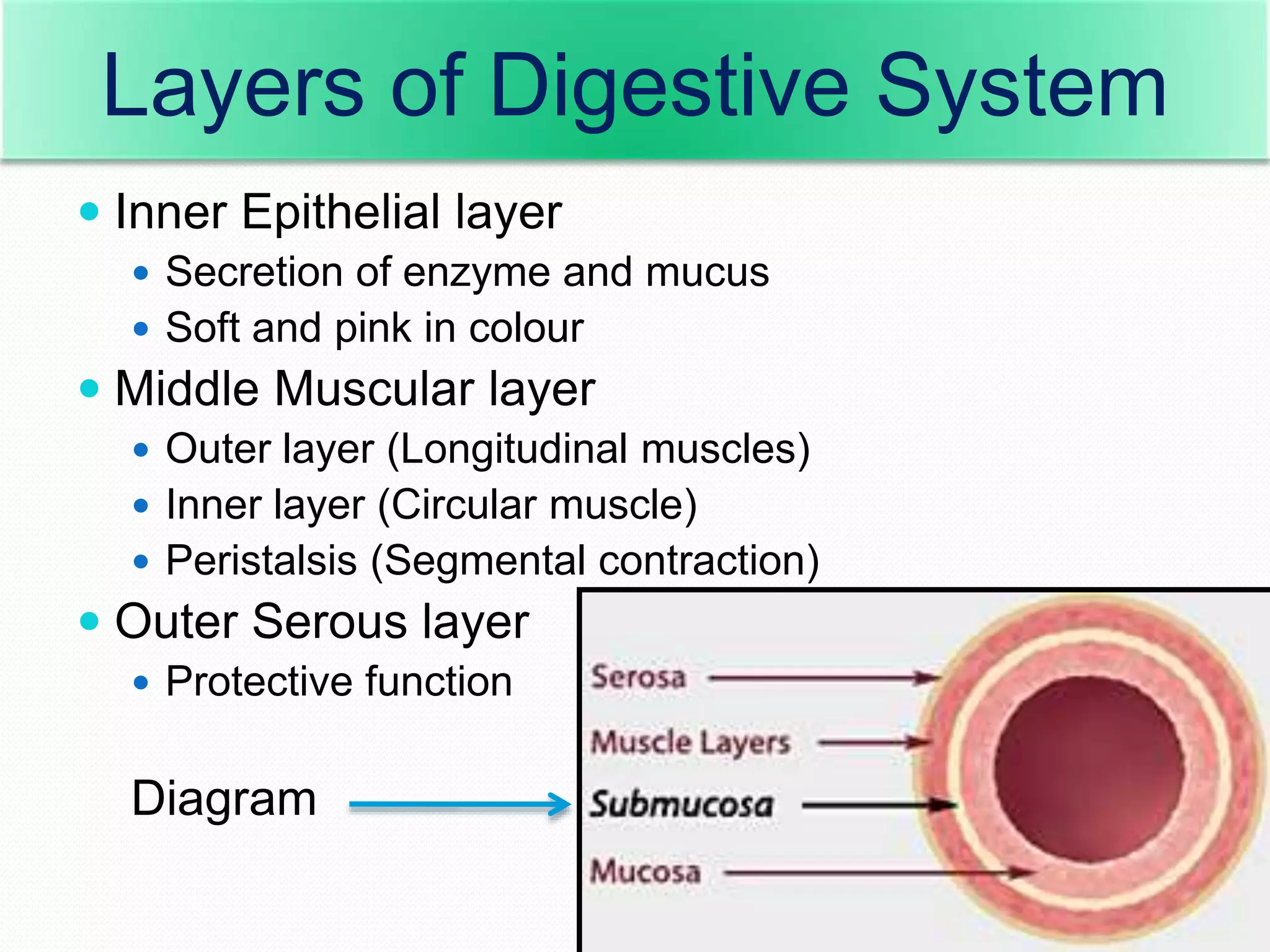 Human Digestive System : Anatomy and Physiology | PPTX