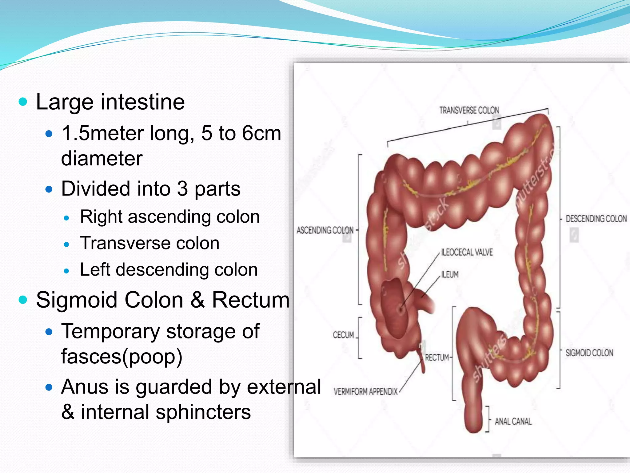 Human Digestive System : Anatomy and Physiology | PPT