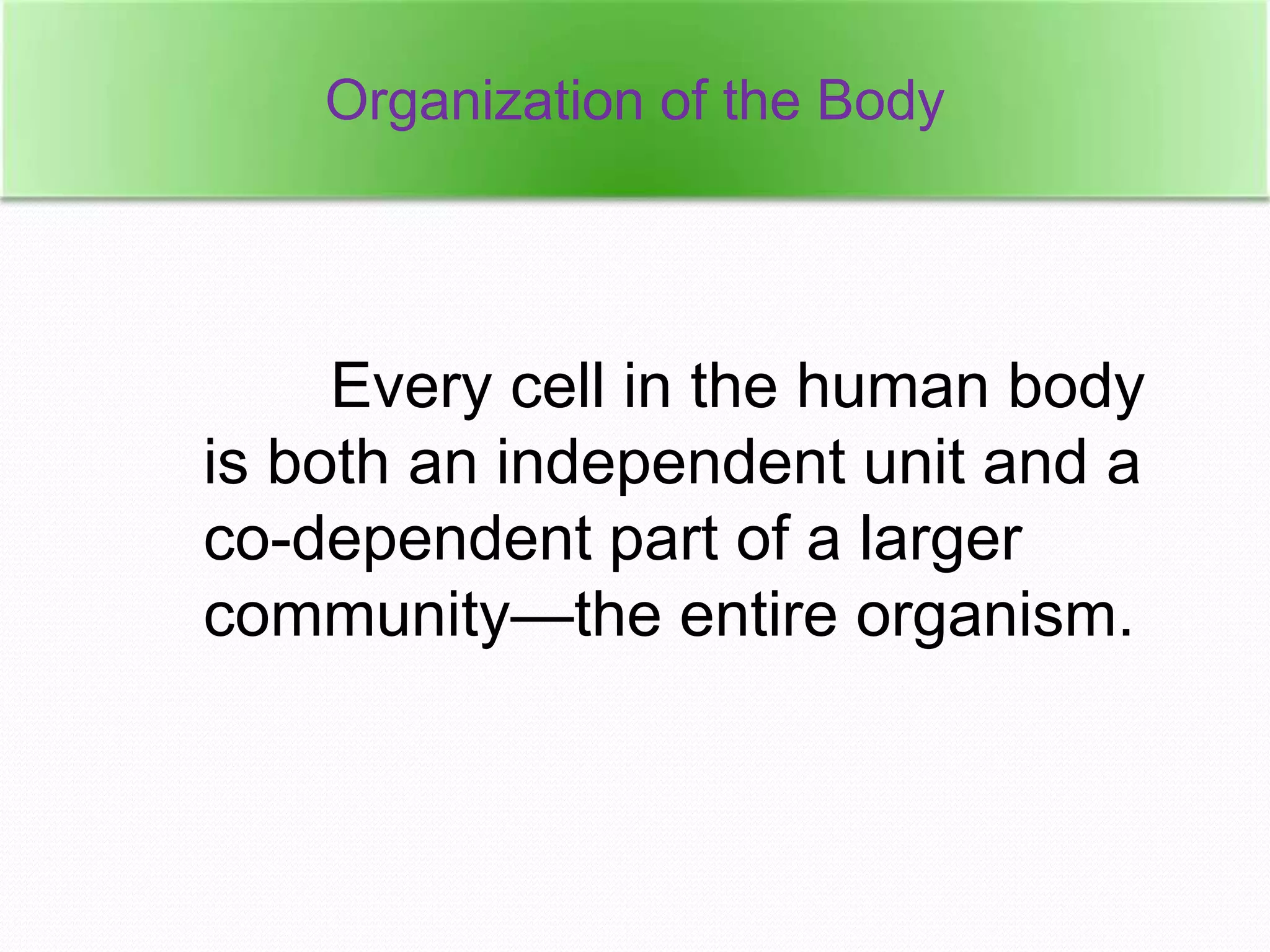 Human Digestive System : Anatomy and Physiology | PPTX