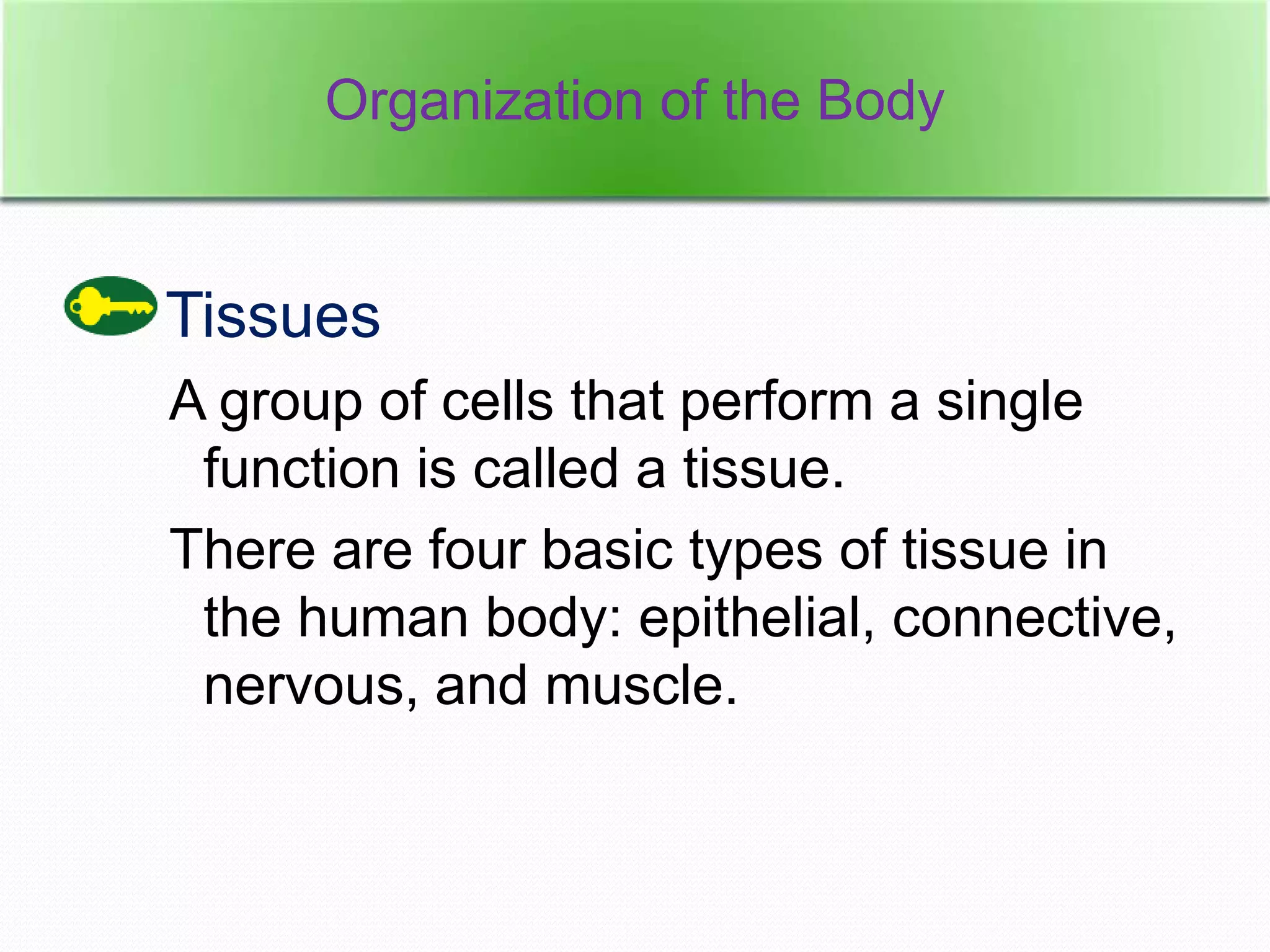 Human Digestive System : Anatomy and Physiology | PPT