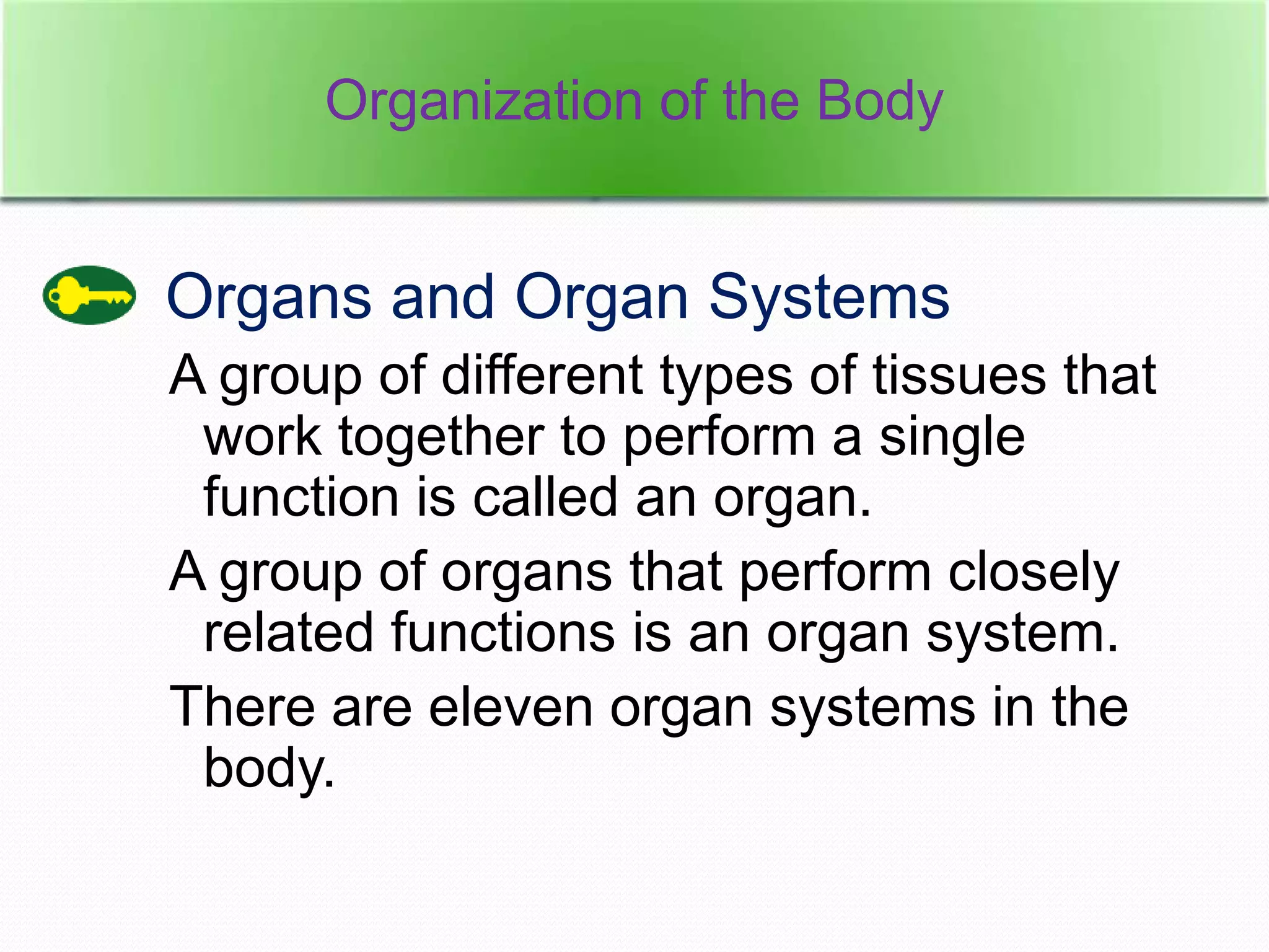 Human Digestive System : Anatomy and Physiology | PPT