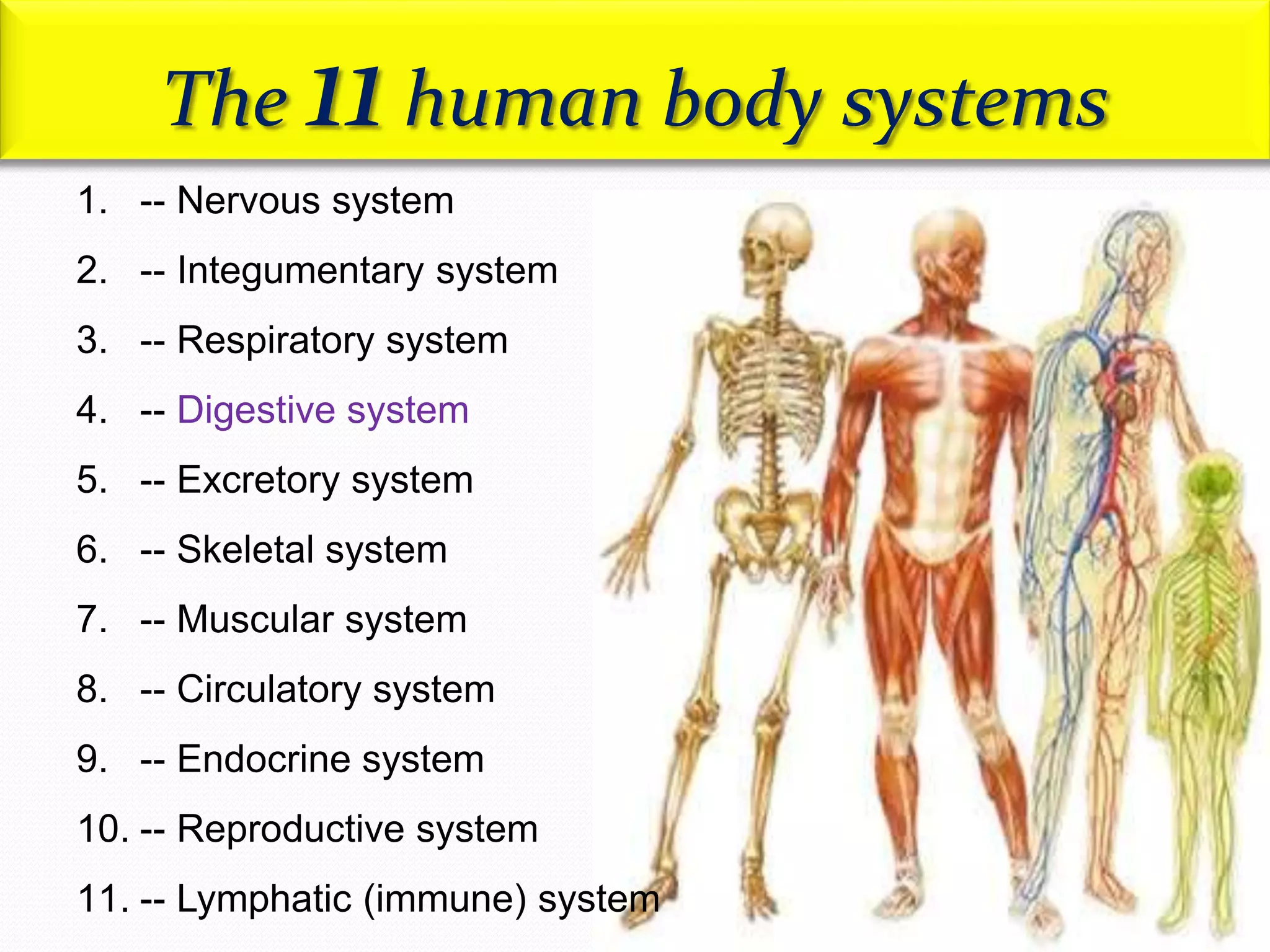 Human Digestive System : Anatomy and Physiology | PPTX