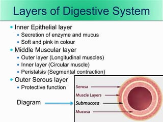 Human Digestive System : Anatomy and Physiology | PPTX