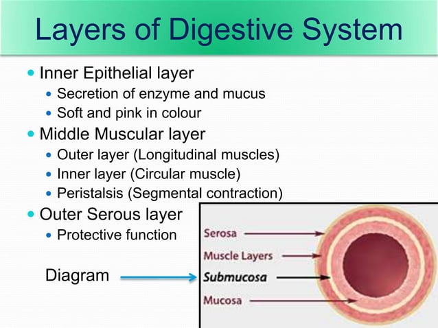 Human Digestive System : Anatomy and Physiology | PPT