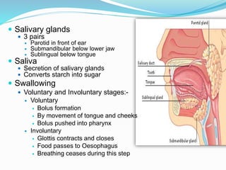 Human Digestive System : Anatomy and Physiology | PPTX
