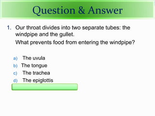 Human Digestive System : Anatomy and Physiology | PPTX