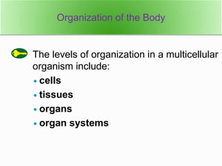 Human Digestive System : Anatomy and Physiology | PPTX