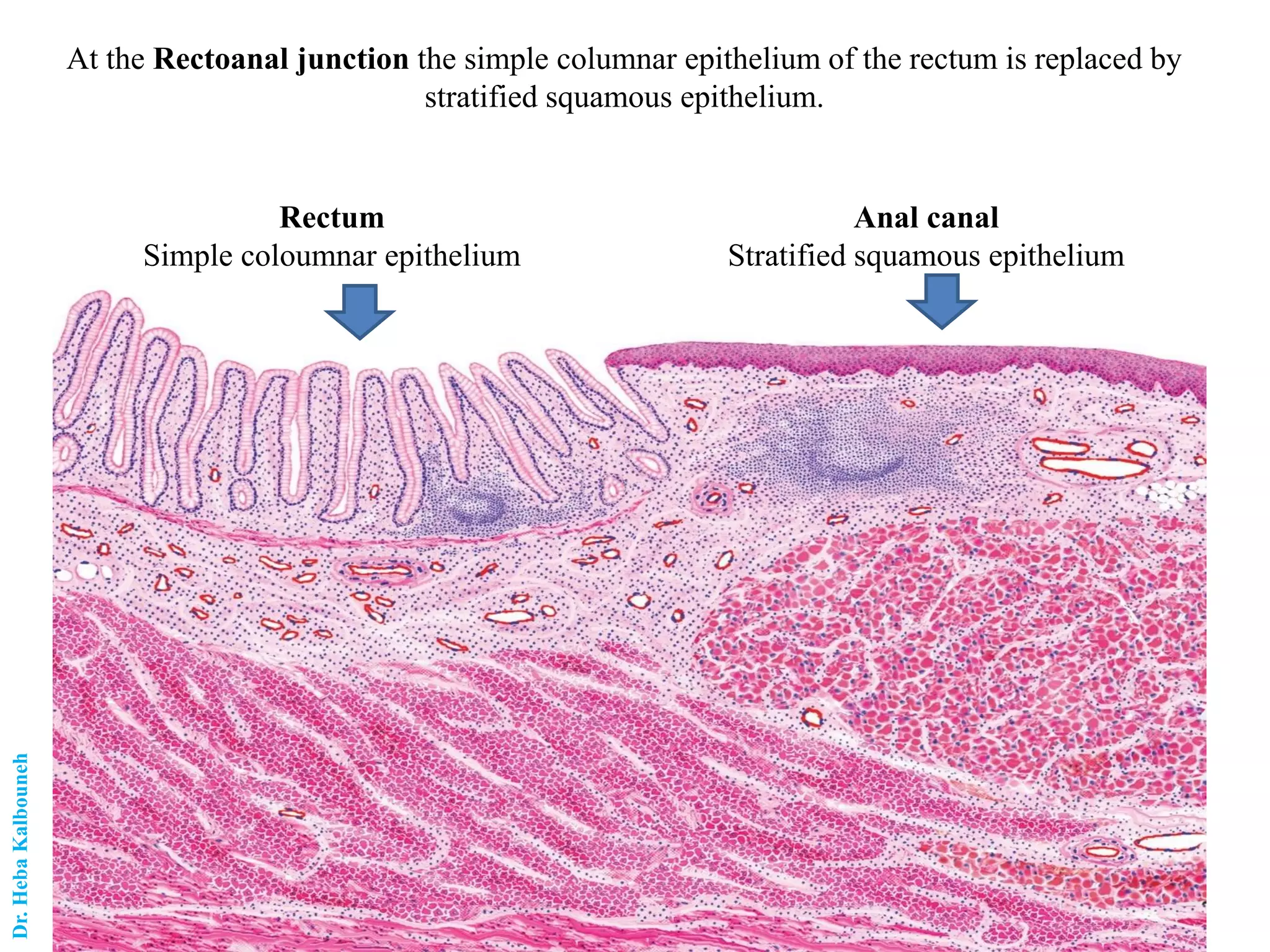 Digestive system Lab.pdf