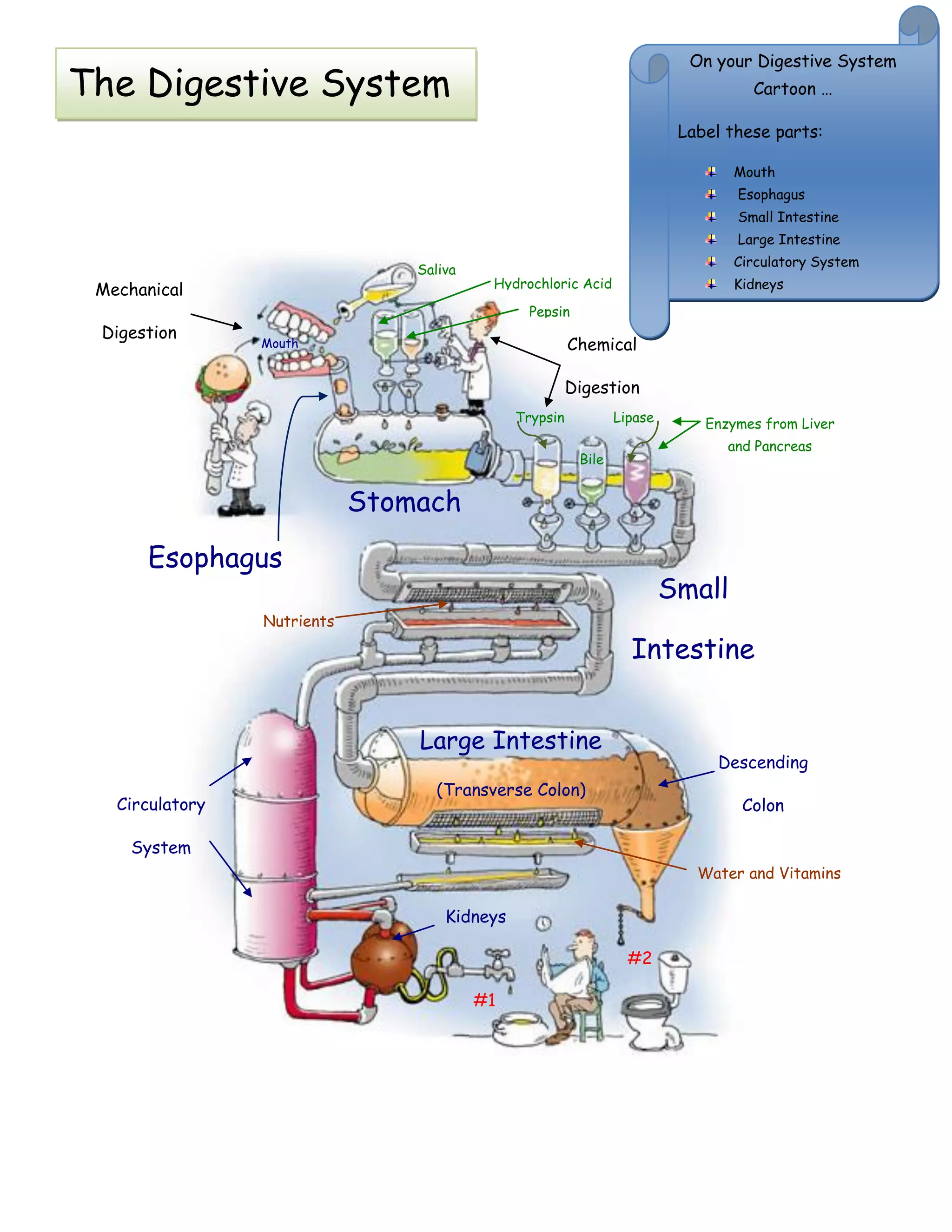 Digestive system lab_20 | PDF