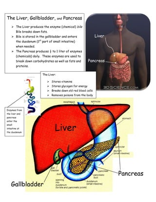 Digestive system lab_20 | PDF