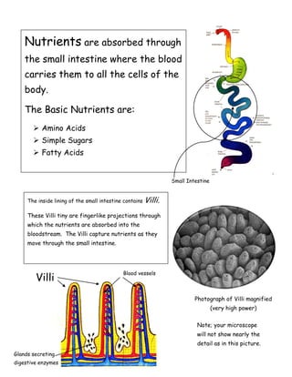 Digestive system lab_20 | PDF