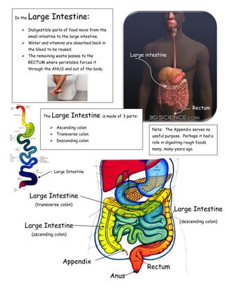 Digestive system lab_20 | PDF