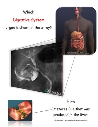 Digestive system lab_20 | PDF