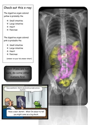 Digestive system lab_20 | PDF