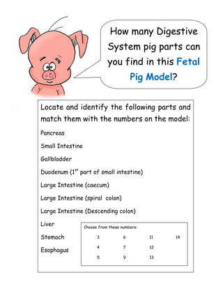 Digestive system lab_20 | PDF