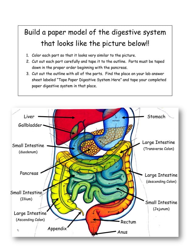 Digestive system lab_20 | PDF