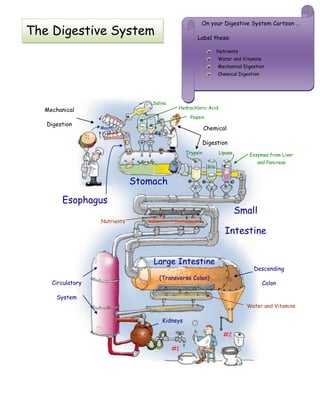 Digestive system lab_20 | PDF