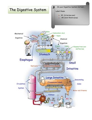 Digestive system lab_20 | PDF