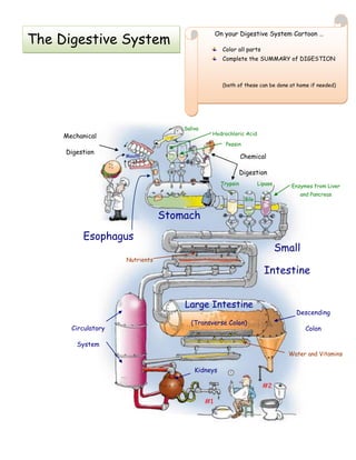 Digestive system lab_20 | PDF