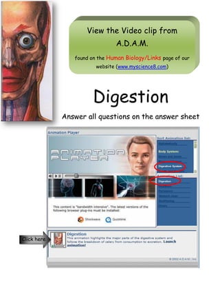 Digestive system lab_20 | PDF