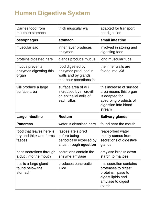 Digestive System Label And Function | PDF