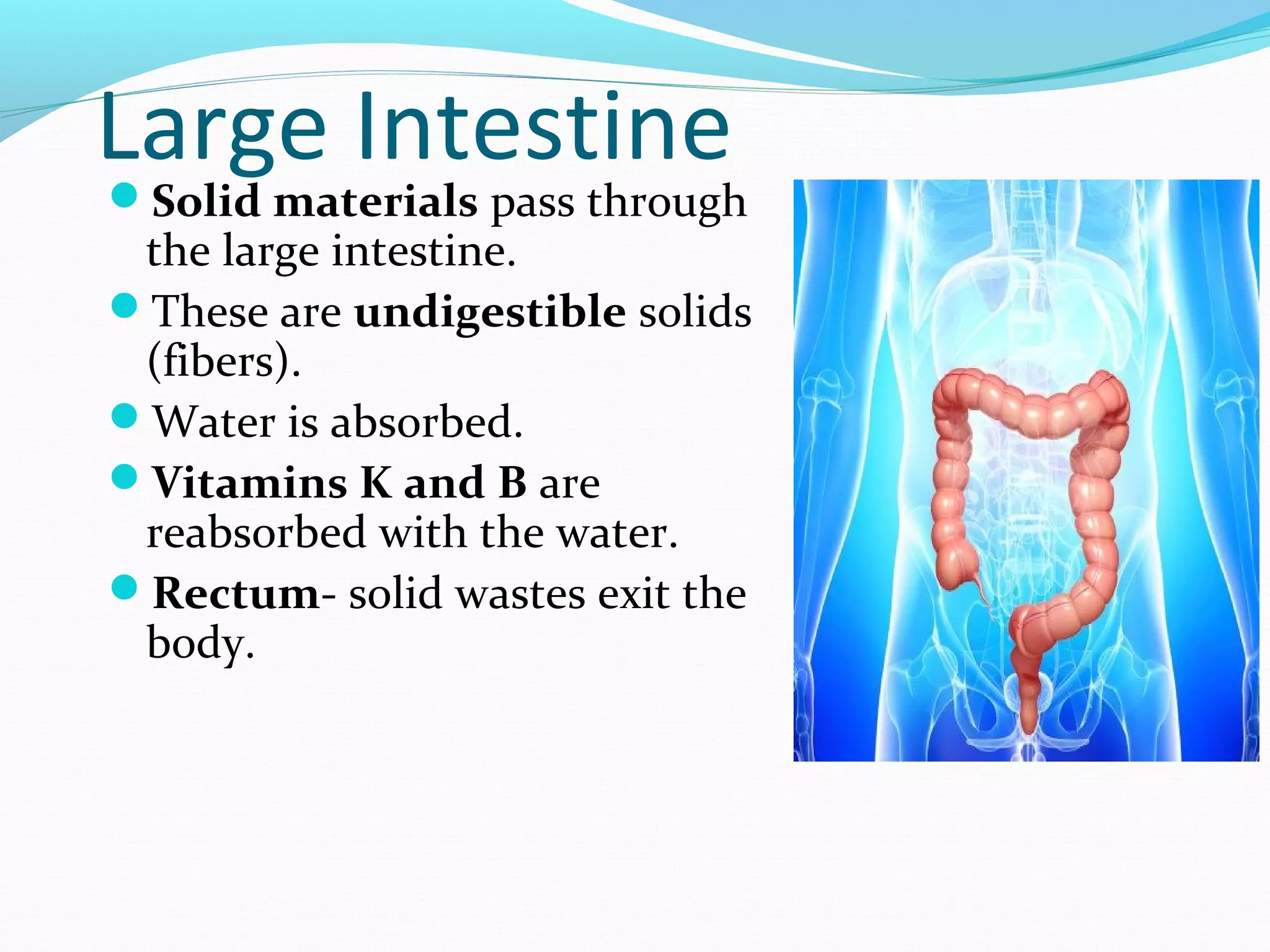 Digestive system lecture | PPT