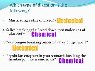 Digestive system lecture | PPT